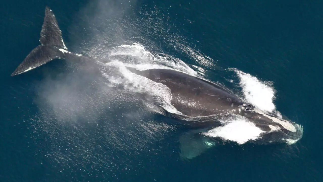 The Population of North Atlantic Right Whales Has Grown for the Fourth ...